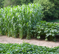 Major Crops Of Washington State