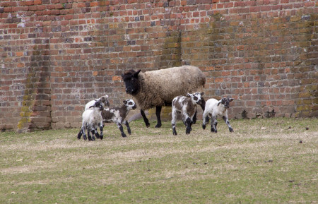 The Animals on Washington's Farm · George Washington's Mount Vernon