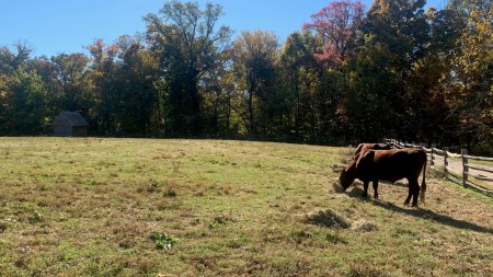 Washington's Dairy Operations · George Washington's Mount Vernon