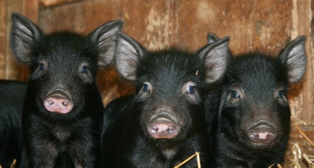 The Animals on Washington's Farm · George Washington's Mount Vernon