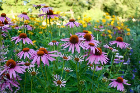 What's in Bloom? · George Washington's Mount Vernon