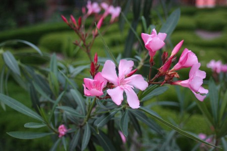 What's in Bloom? · George Washington's Mount Vernon