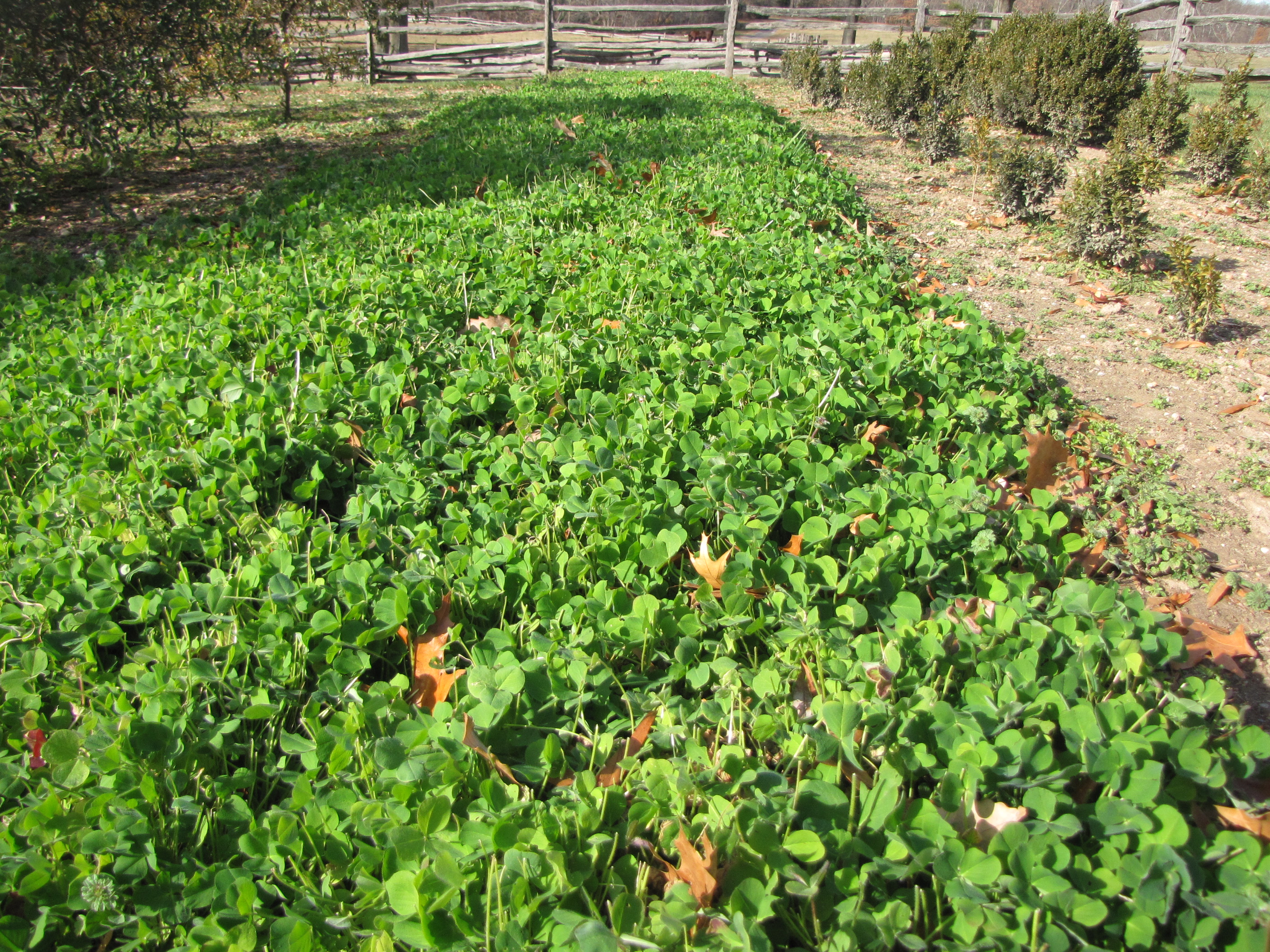 Crimson Clover · George Washington's Mount Vernon