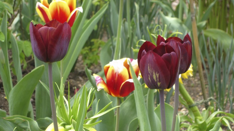 Absalon Tulip · George Washington's Mount Vernon