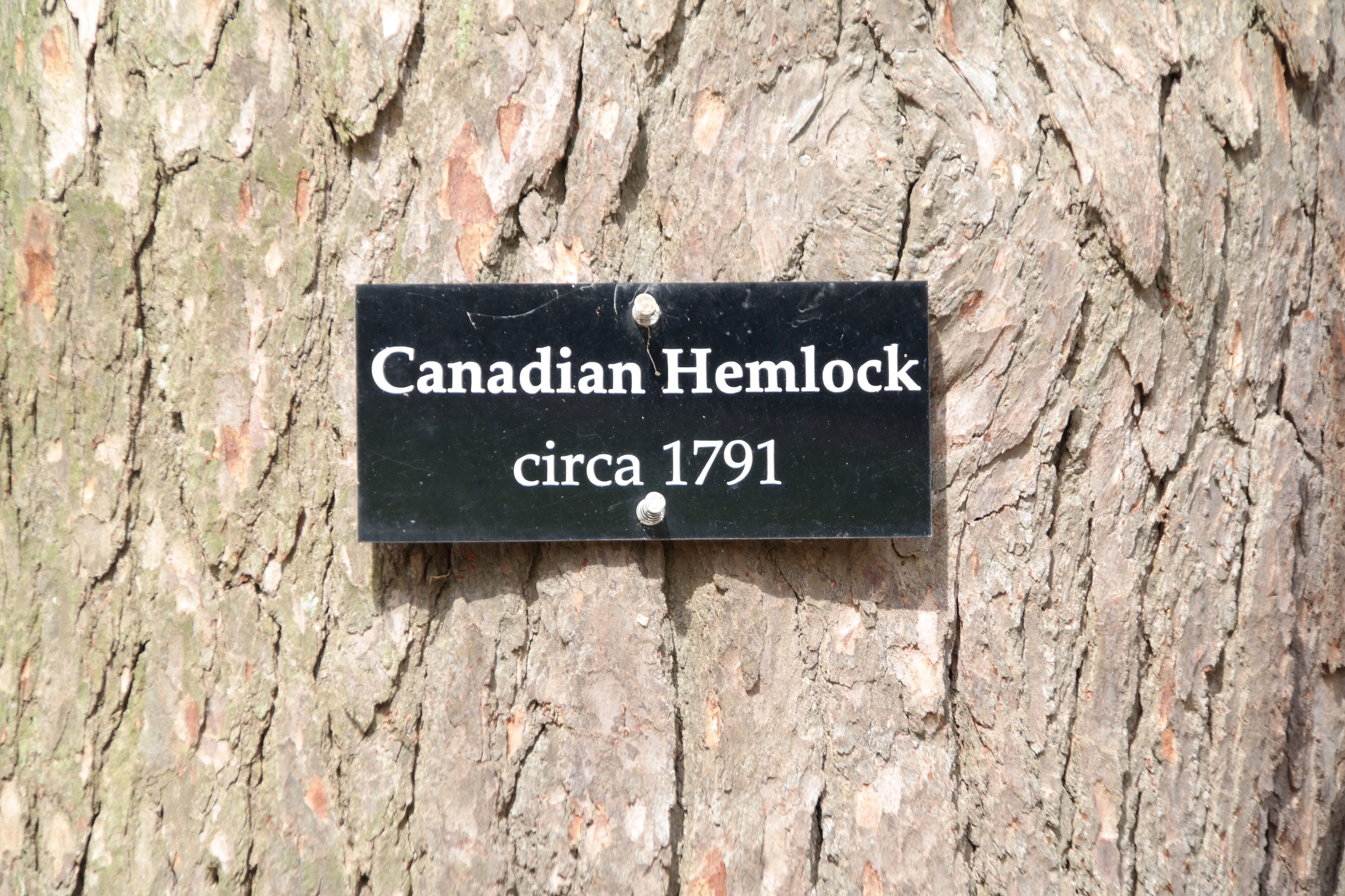 Wind Tears Down George Washington's Tree · George Washington's Mount Vernon