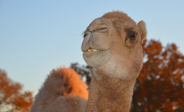 Camel · George Washington's Mount Vernon