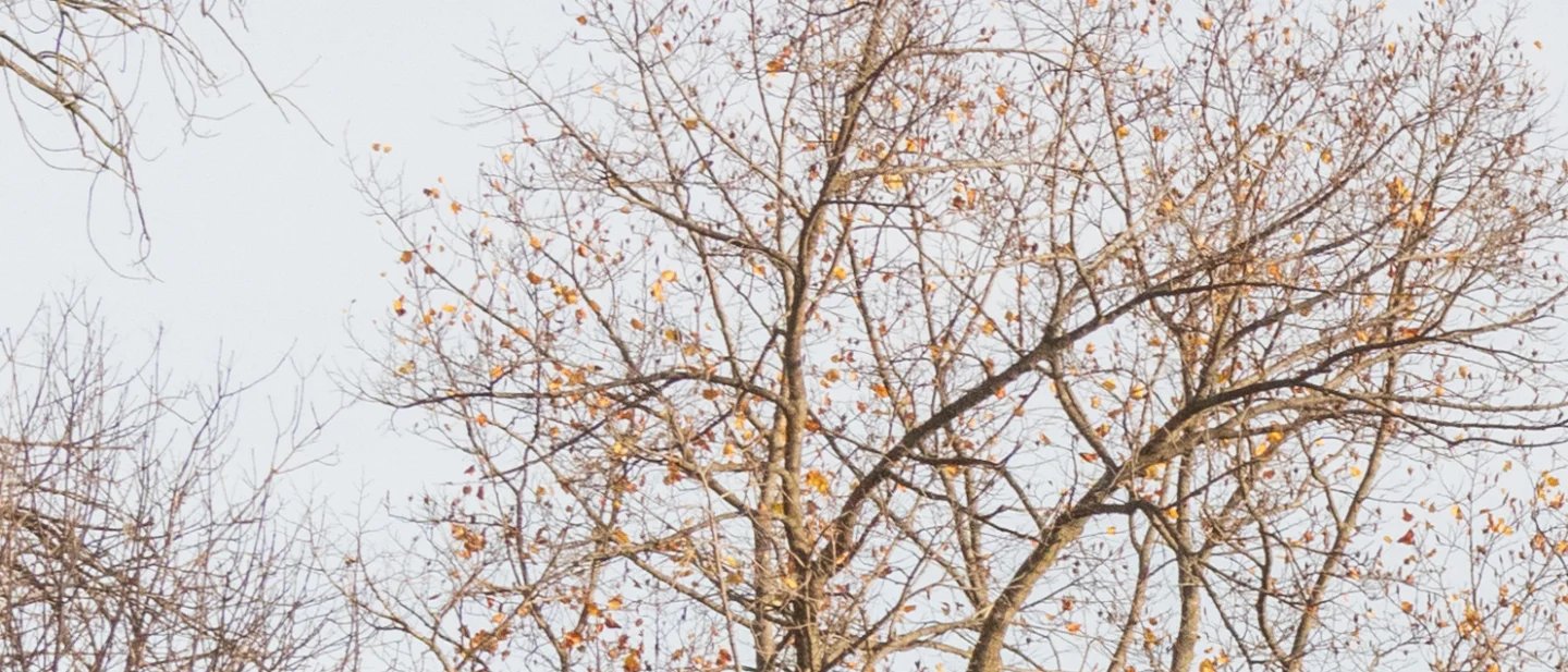 Behind-the-Scenes Mansion Tour | George Washington's Mount Vernon