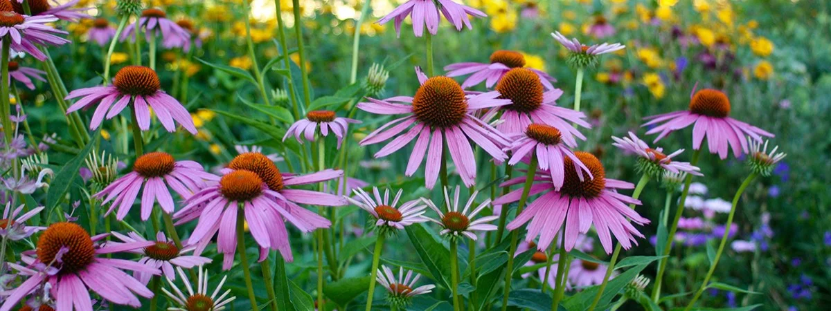 What's in Bloom? | George Washington's Mount Vernon