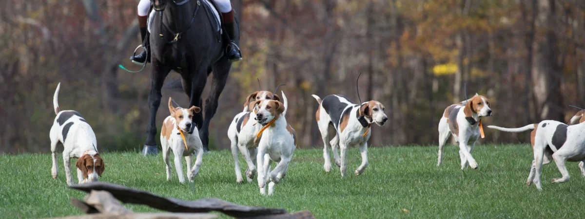 how do hounds kill foxes