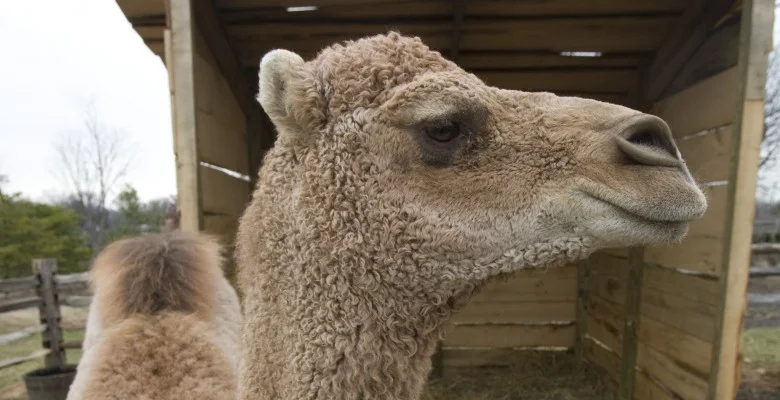 Aladdin the Camel | George Washington's Mount Vernon