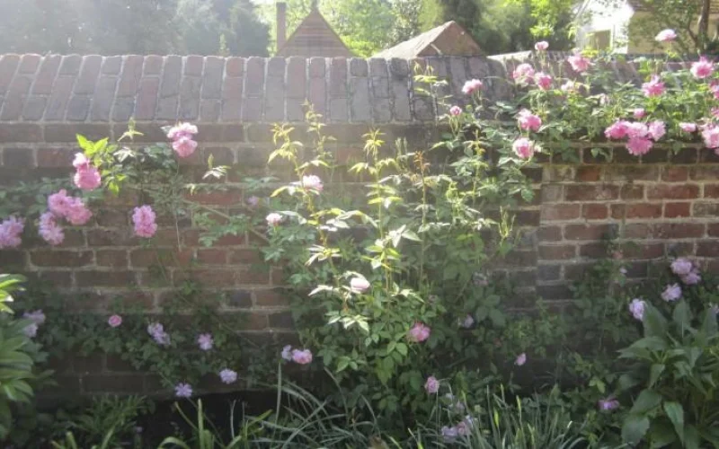 Climbing Old Blush Rose | George Washington's Mount Vernon