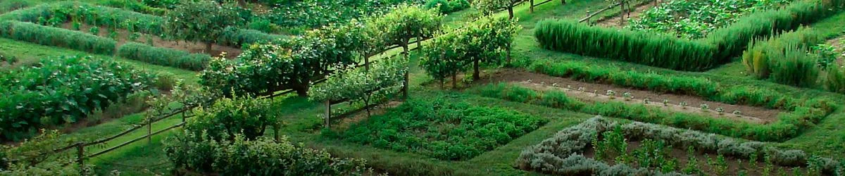 "Mrs. Washington" on Martha's Summer Activites | George Washington's ...